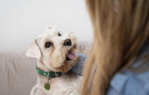 Decoding Doggo: A Beginner's Guide to Canine Body Language